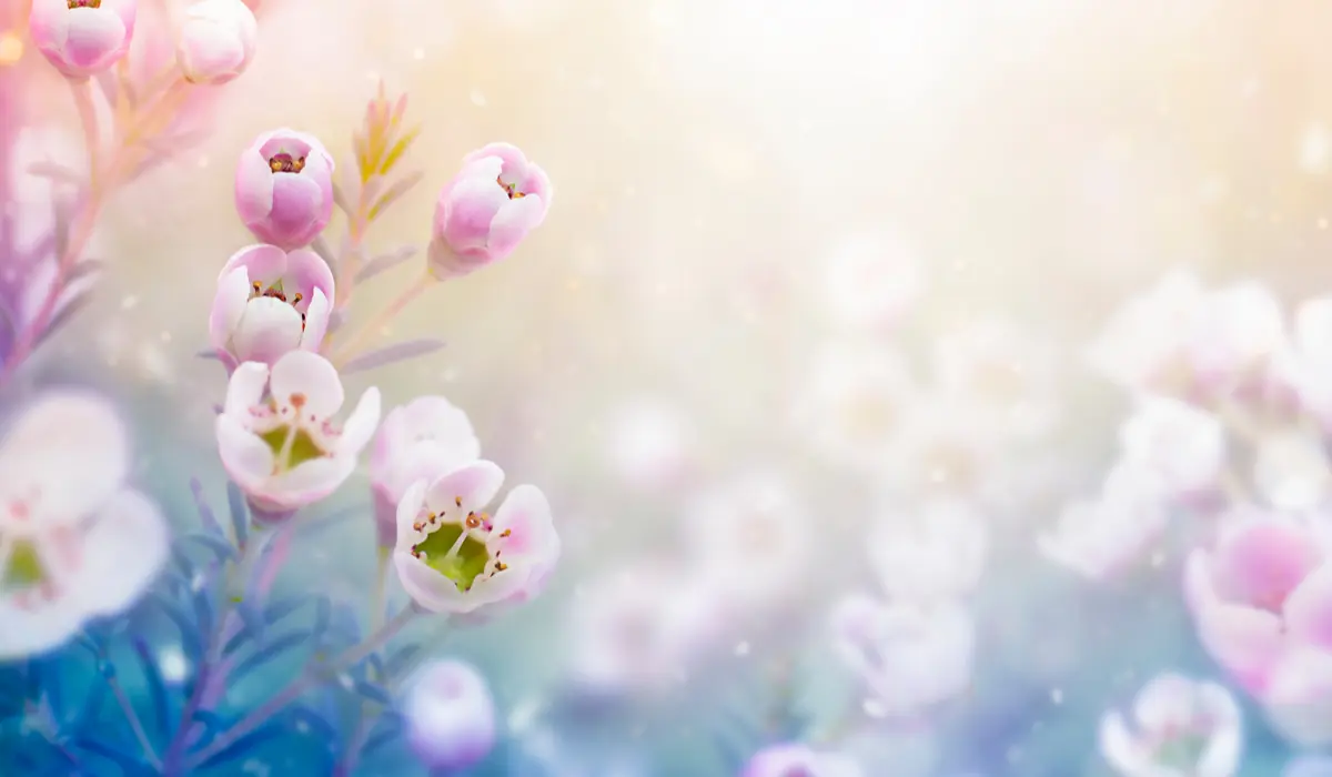 【主题单词】Spring to life！八个实用春天谚语 | Engoo 线上英语