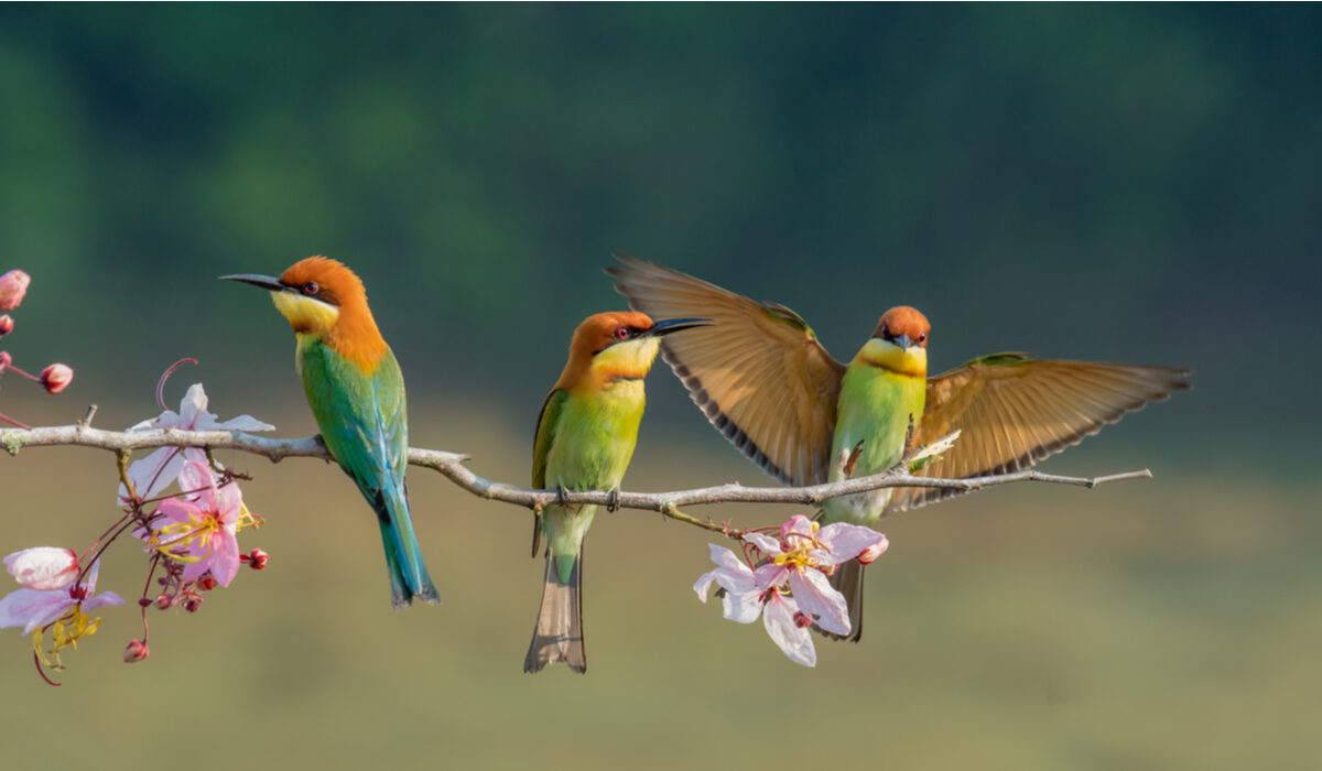 【主題單字】鳥類相關諺語片語！超有趣聯想幫你記牢牢 | Engoo線上英文