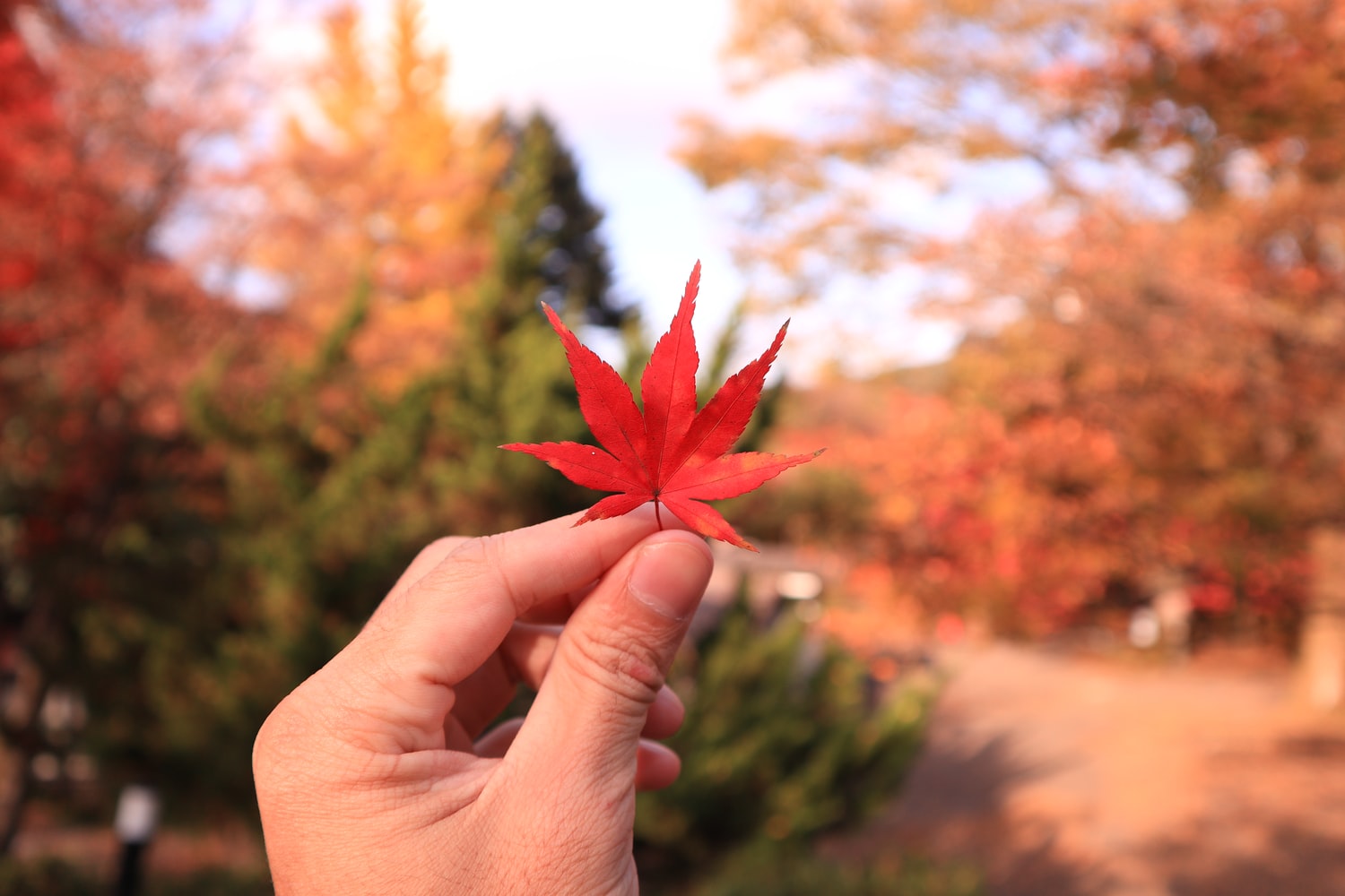 Conversation Topic: Autumn Colors & Foods in Our Students' Countries 🍁 ...