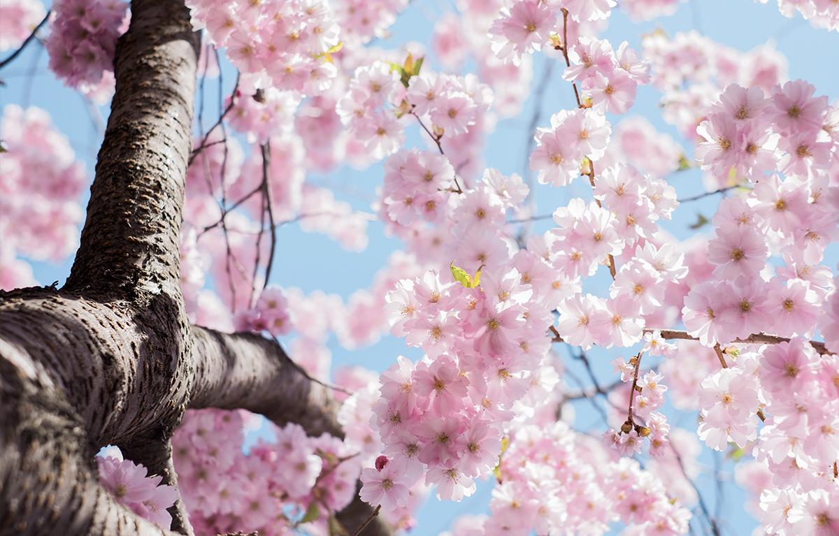 5 Useful Flower Expressions in English