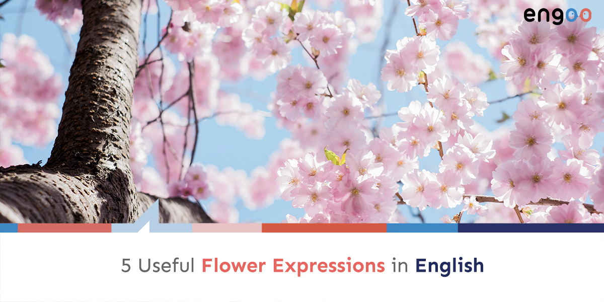 5 Useful Flower Expressions in English