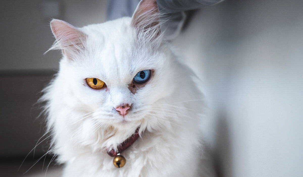 10 Useful Cat Idioms in English | Engoo Blog