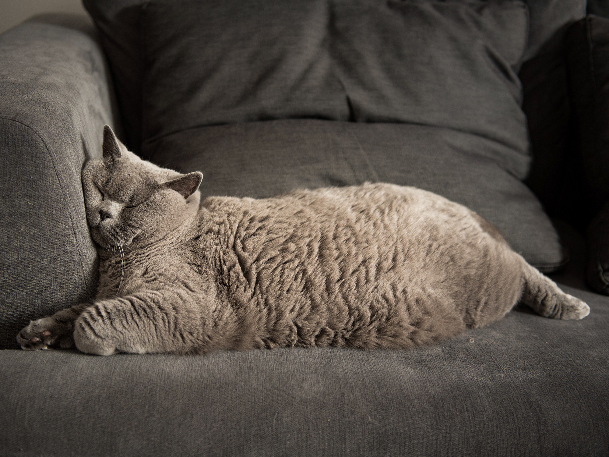 10 Useful Cat Idioms in English | Engoo Blog