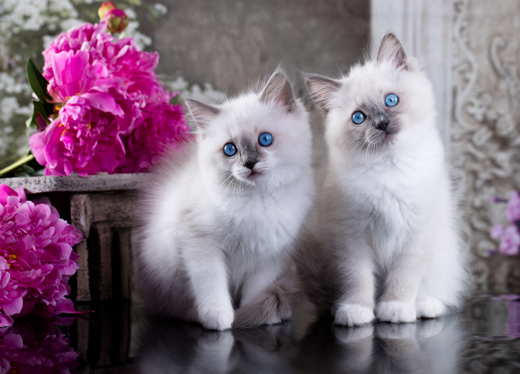 10 Useful Cat Idioms in English | Engoo Blog