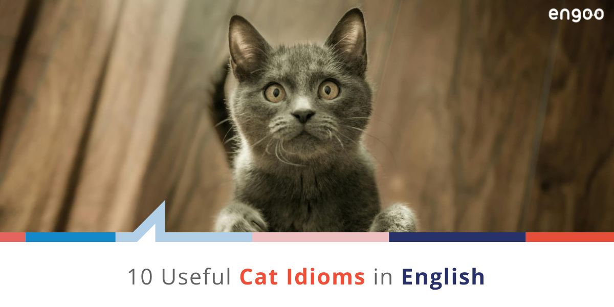 10 Useful Cat Idioms in English [Updated] | Engoo Blog