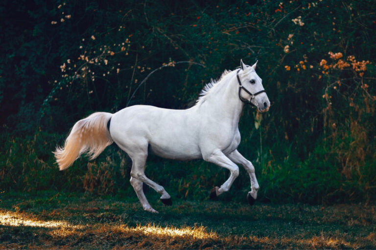 English Verbs for Animal Sounds and Actions | Engoo Blog
