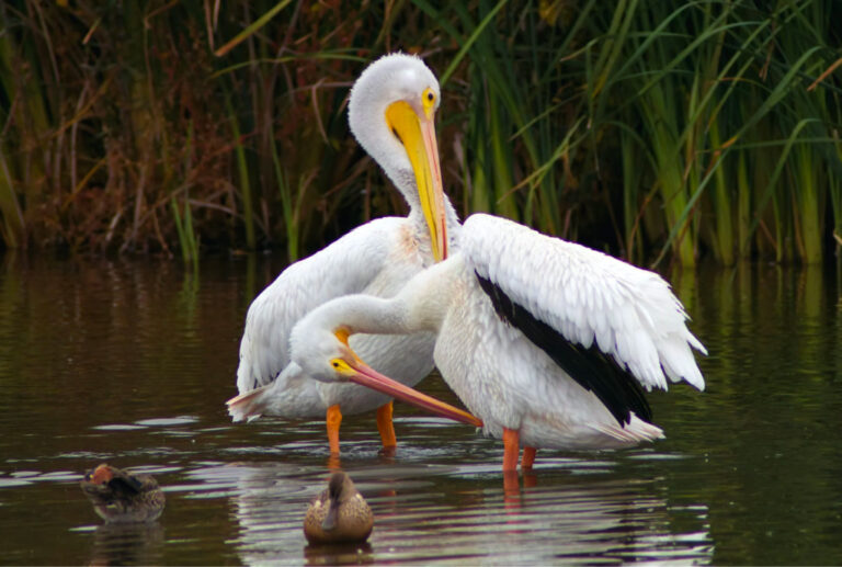 English Verbs for Animal Sounds and Actions | Engoo Blog