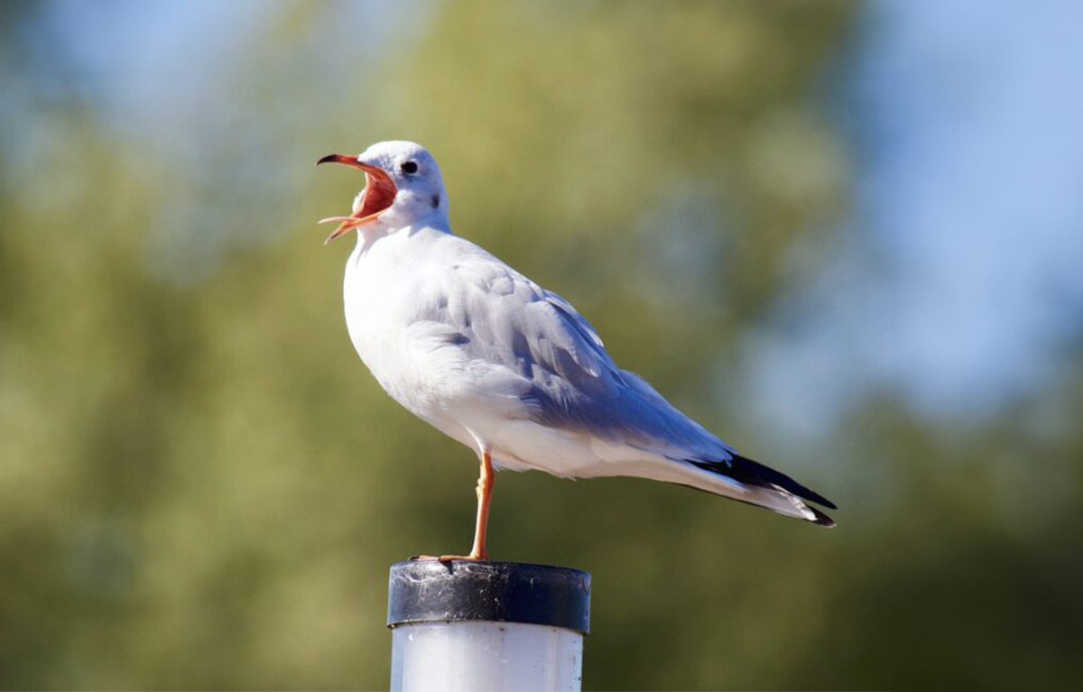 English Verbs for Animal Sounds and Actions | Engoo Blog