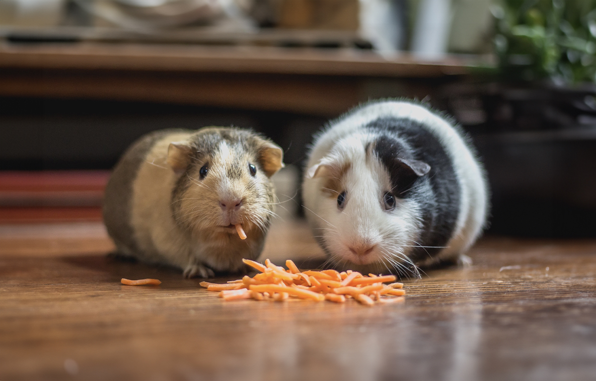 11 Animal Names You Can Use to Describe People | Engoo Blog