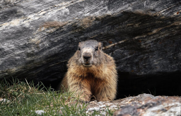 What is a Groundhog and Why Does it Have a Holiday? | Engoo Blog