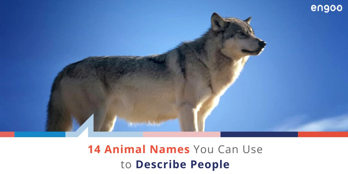 14 Animal Names You Can Use to Describe People [Updated] | Engoo Blog