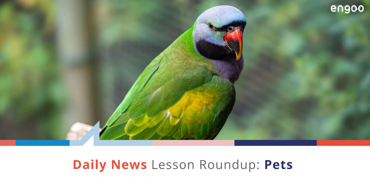 Daily News Lesson Roundup: Pets | Engoo Blog