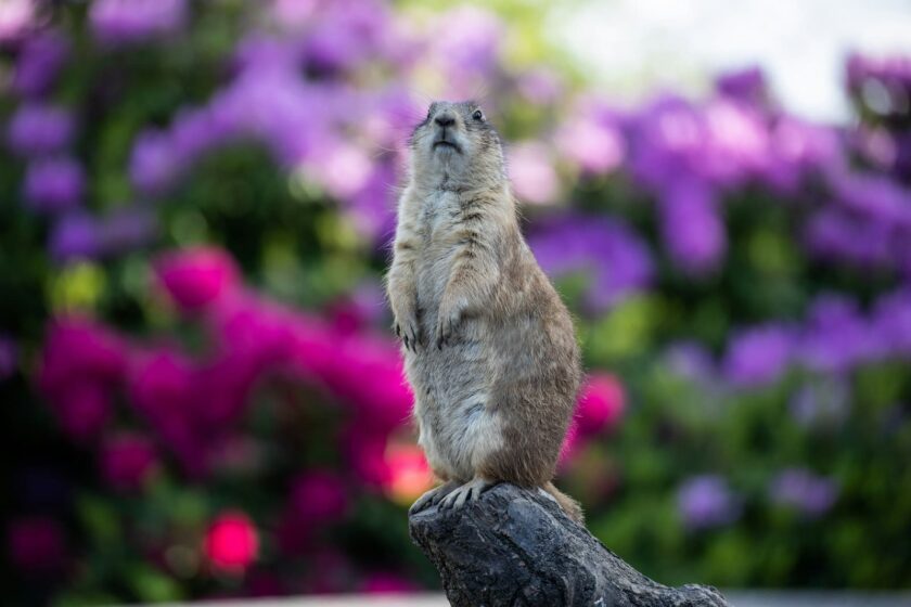 An Early Spring? What Is Groundhog Day? | Engoo Blog